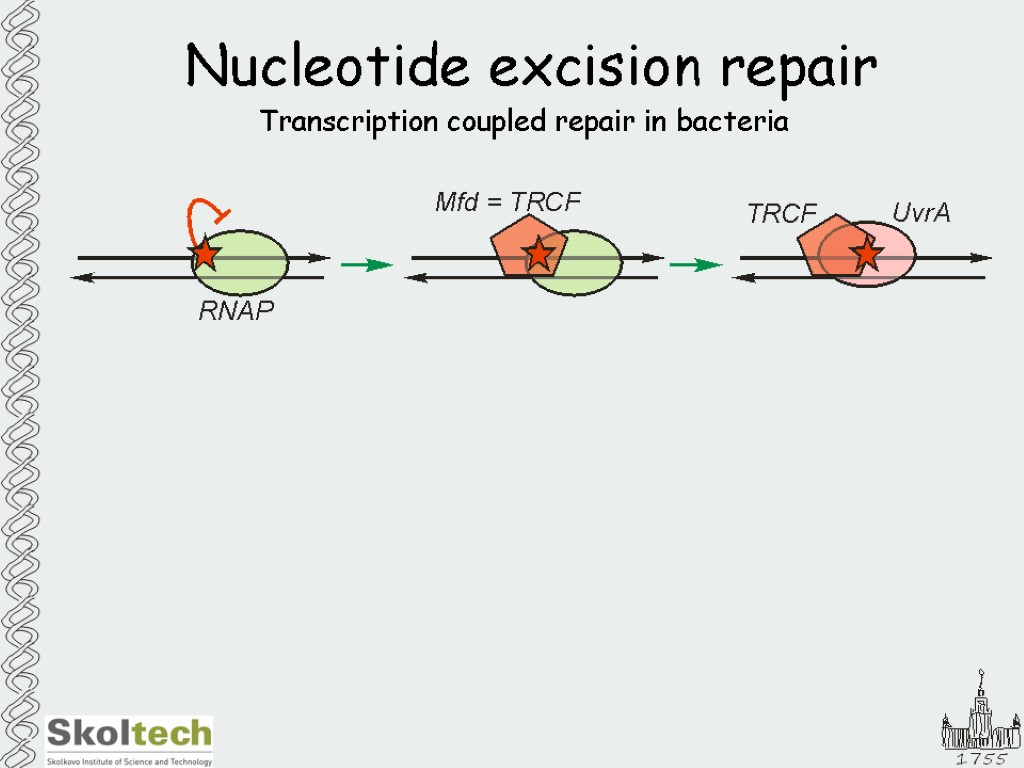 MSU & Skol. Tech DNA repair. DNA repair