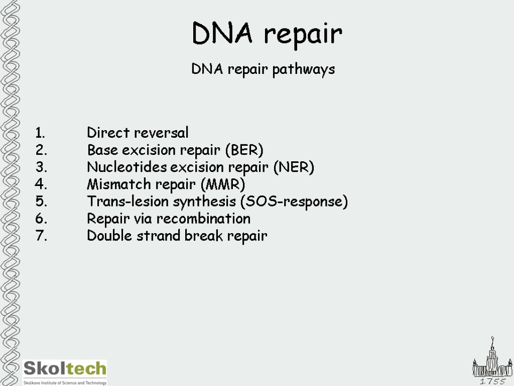 MSU & Skol. Tech DNA repair. DNA repair