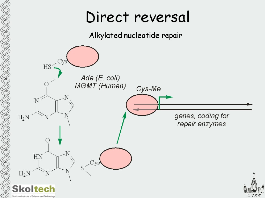 MSU & Skol. Tech DNA repair. DNA repair