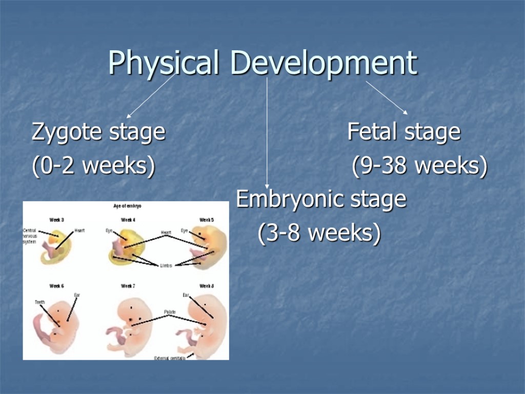 Psychology and human development Lecture 2. Prenatal Development.