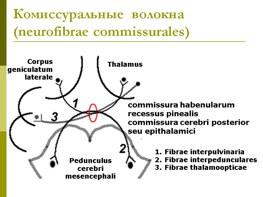 TRACTUS CONDUCTORIUS CENTRAL NERVOUS SYSTEM Проводящие пути центральной