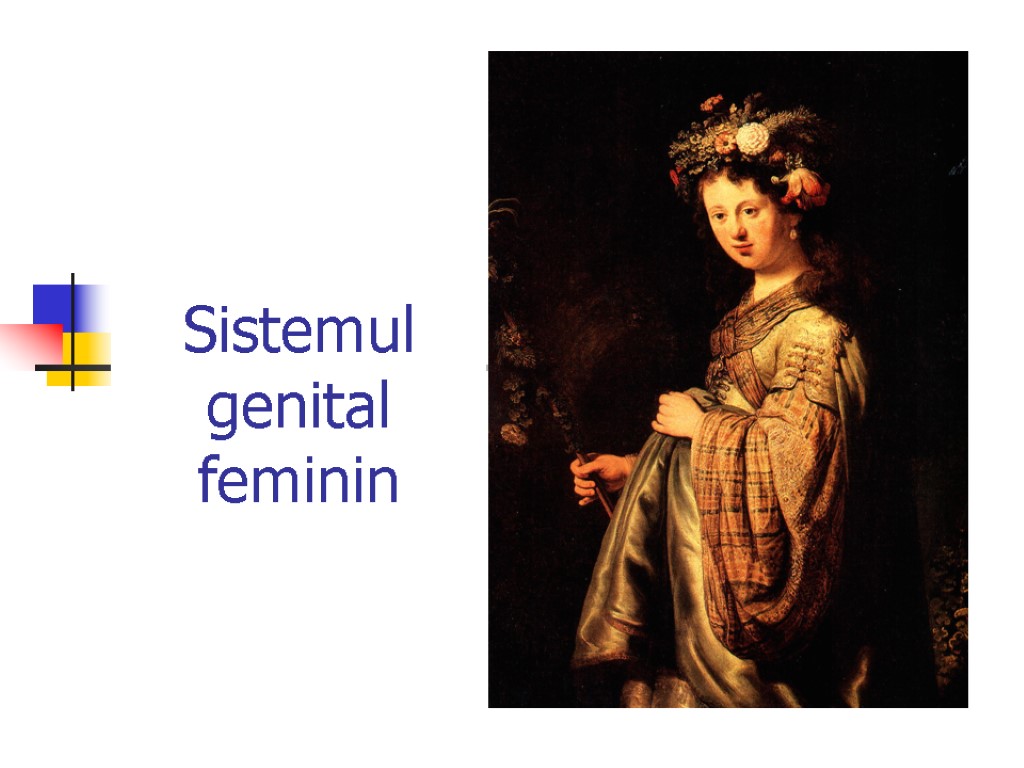 Sistemul genital feminin. Componente Organe genitale interne Ovarele