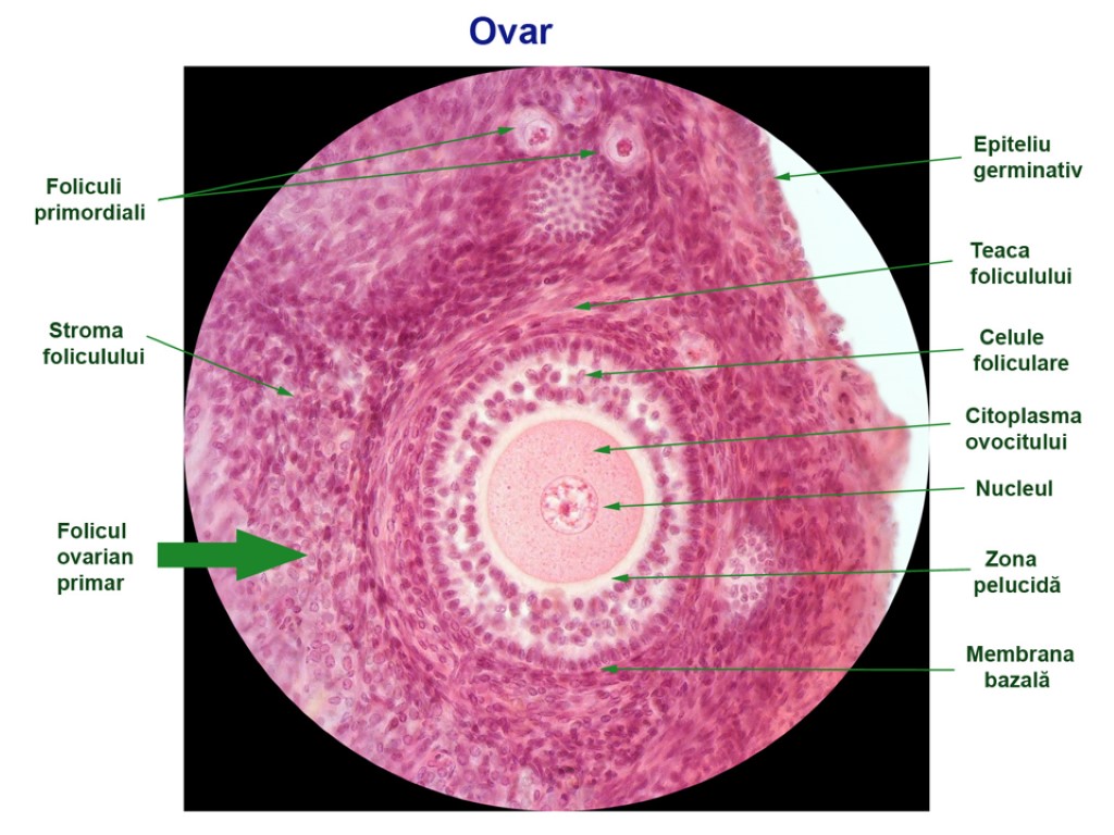 Sistemul genital feminin. Componente Organe genitale interne Ovarele