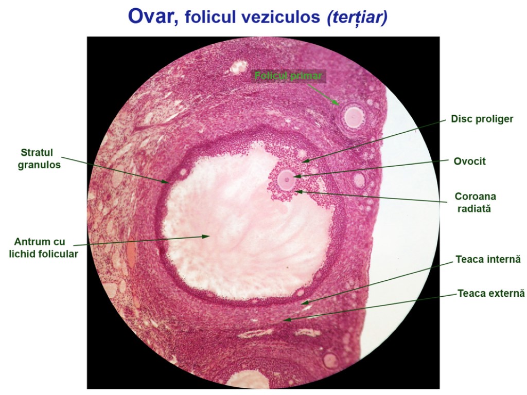 Sistemul genital feminin. Componente Organe genitale interne Ovarele