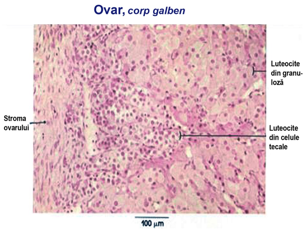 Sistemul genital feminin. Componente Organe genitale interne Ovarele