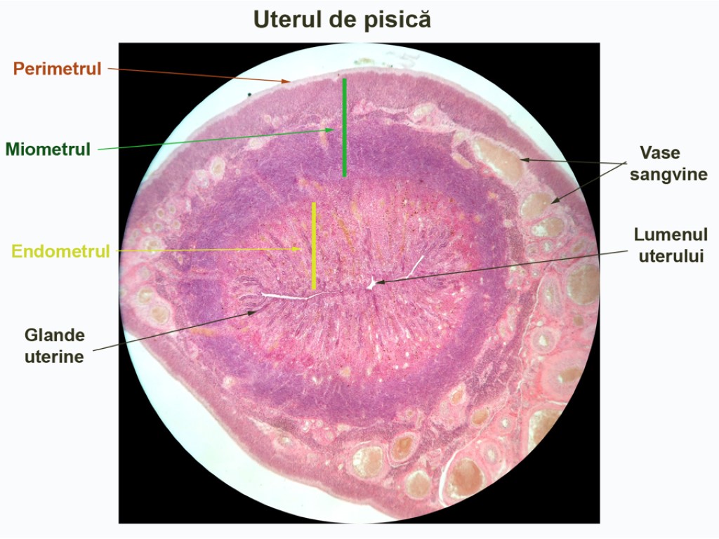 Sistemul genital feminin. Componente Organe genitale interne Ovarele