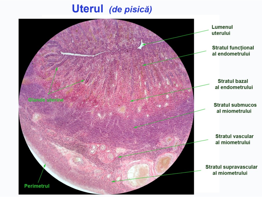 Sistemul genital feminin. Componente Organe genitale interne Ovarele