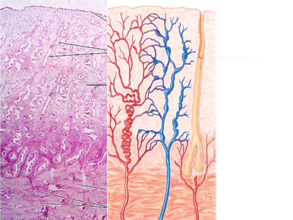 Sistemul genital feminin. Componente Organe genitale interne Ovarele