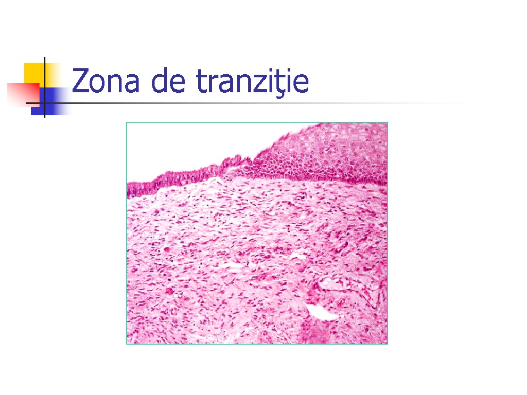 Sistemul genital feminin. Componente Organe genitale interne Ovarele