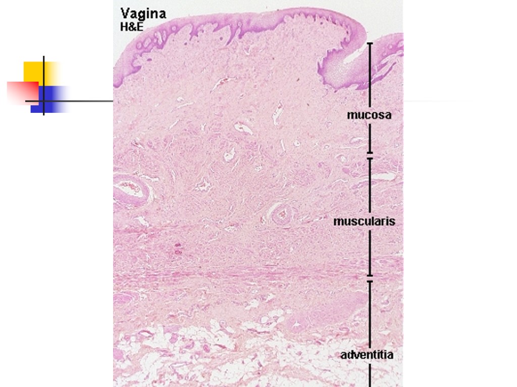 Sistemul genital feminin. Componente Organe genitale interne Ovarele