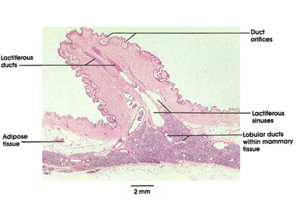 Sistemul genital feminin. Componente Organe genitale interne Ovarele
