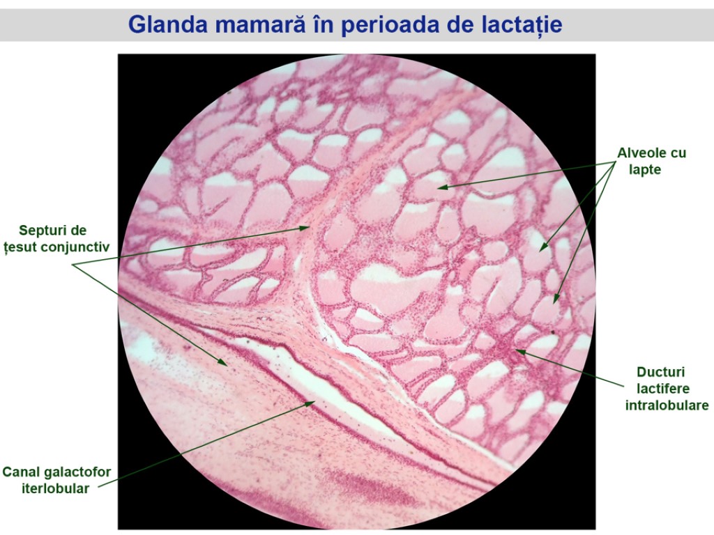 Sistemul genital feminin. Componente Organe genitale interne Ovarele