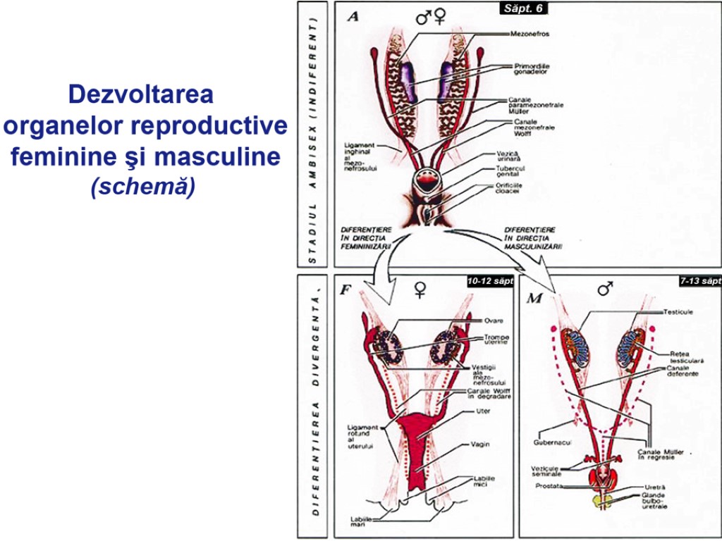 Sistemul genital feminin. Componente Organe genitale interne Ovarele