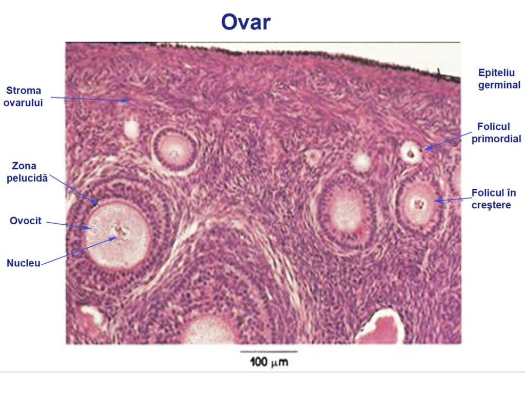 Sistemul genital feminin. Componente Organe genitale interne Ovarele