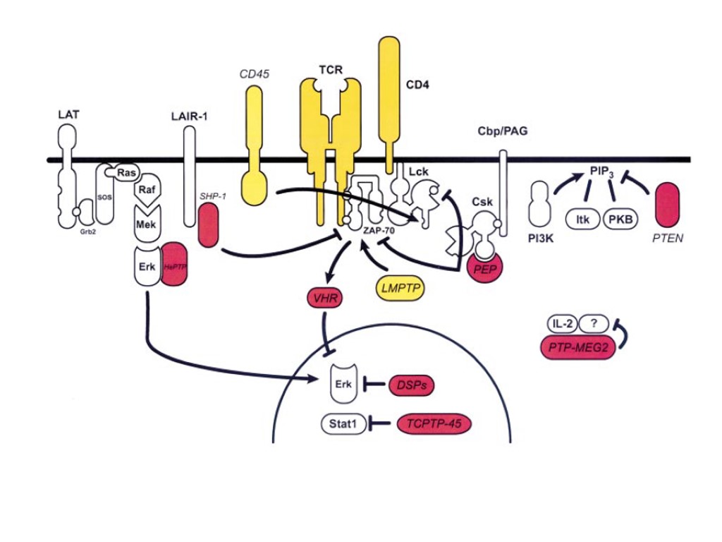 Antigen recognition and activation of T-cells. T-cells can