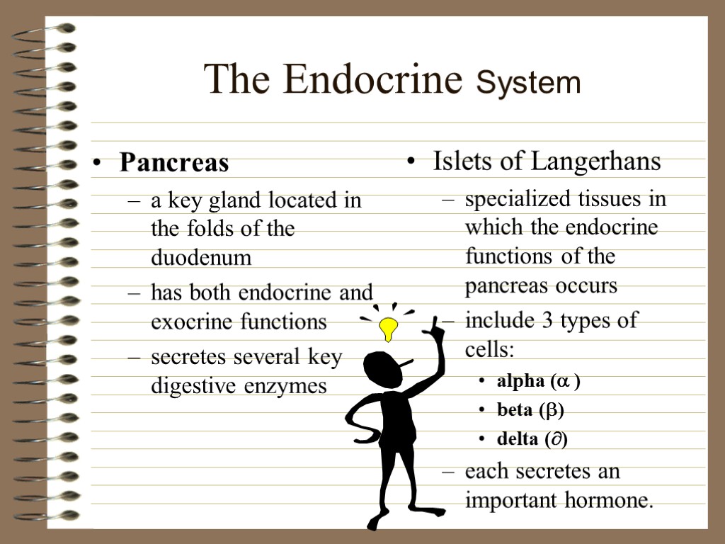 The Endocrine System Controls many body functions exerts