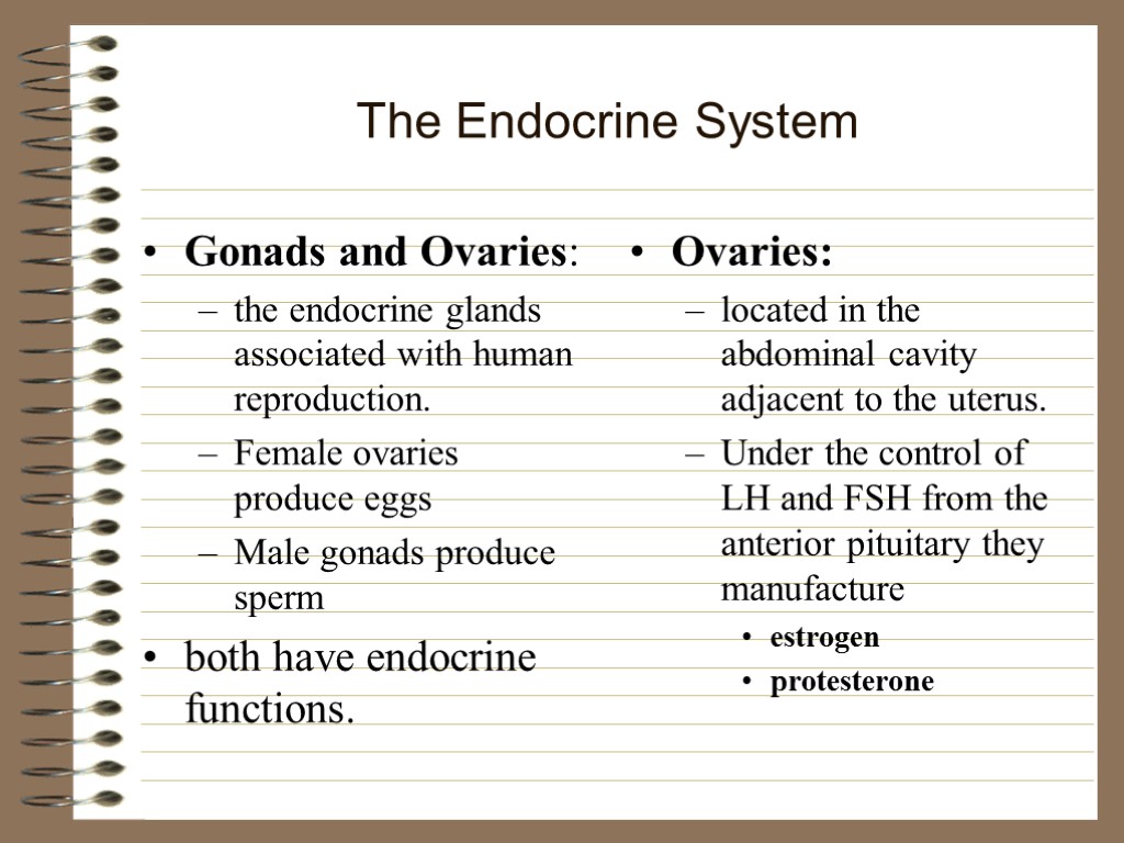 The Endocrine System Controls many body functions exerts