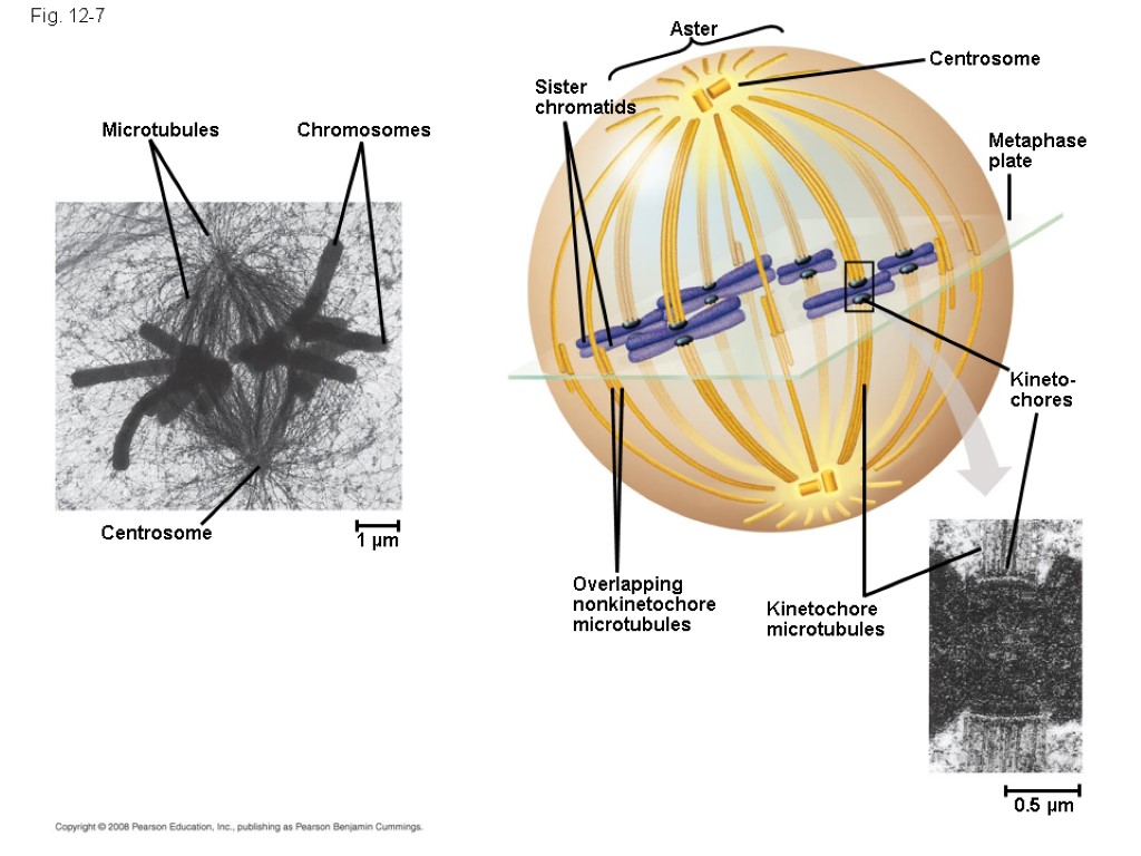 Chapter 12 The Cell Cycle. Overview: The Key
