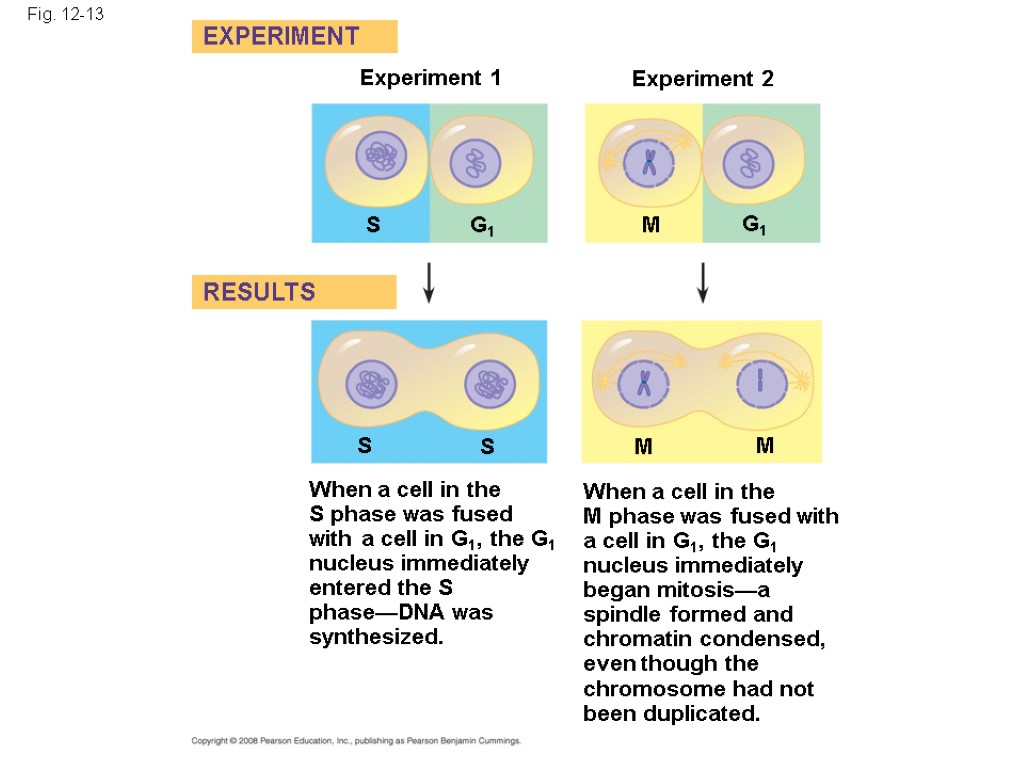 Chapter 12 The Cell Cycle. Overview: The Key