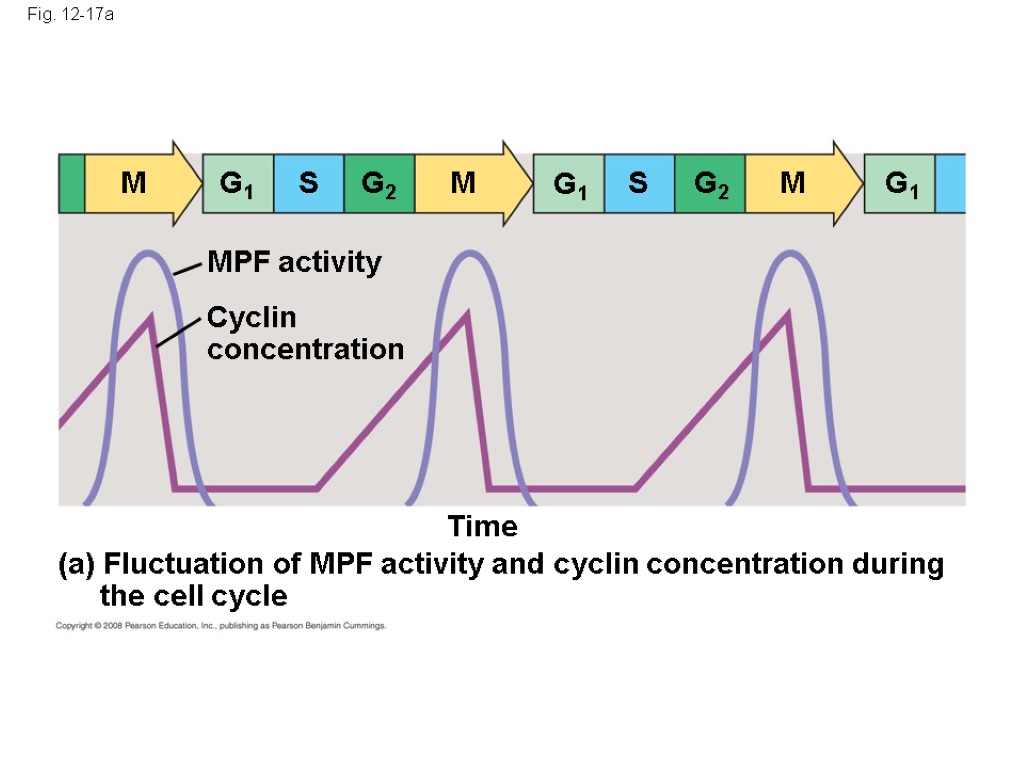Chapter 12 The Cell Cycle. Overview: The Key