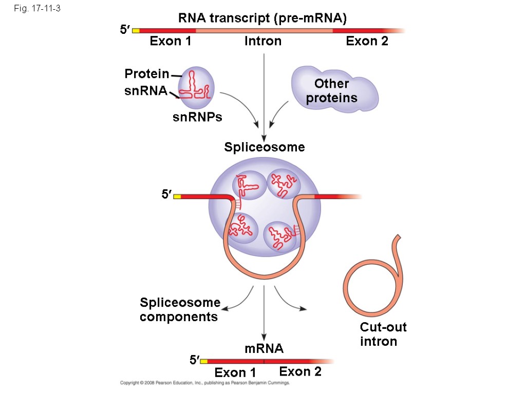 Chapter 17 From Gene to Protein. Overview: The