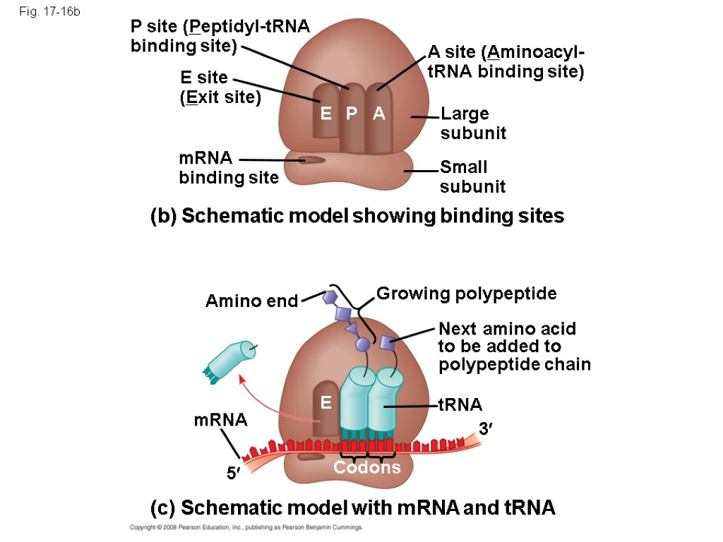 Chapter 17 From Gene to Protein. Overview: The