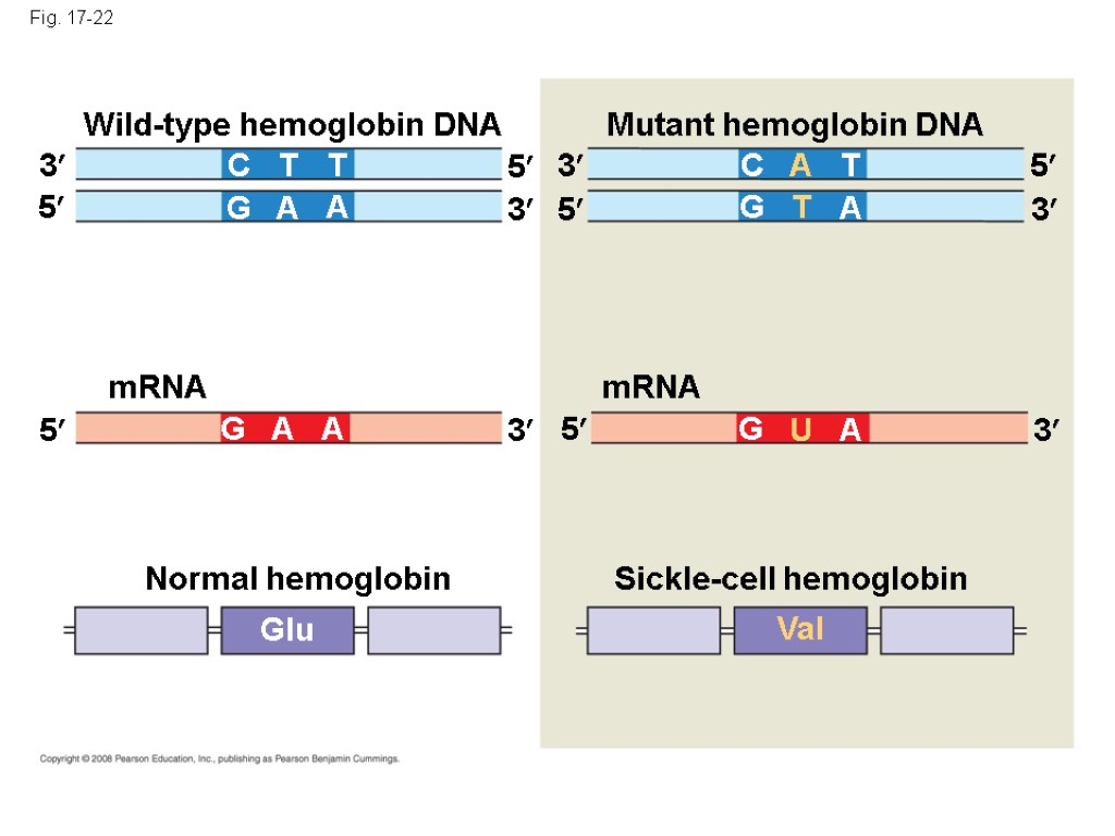 Chapter 17 From Gene to Protein. Overview: The