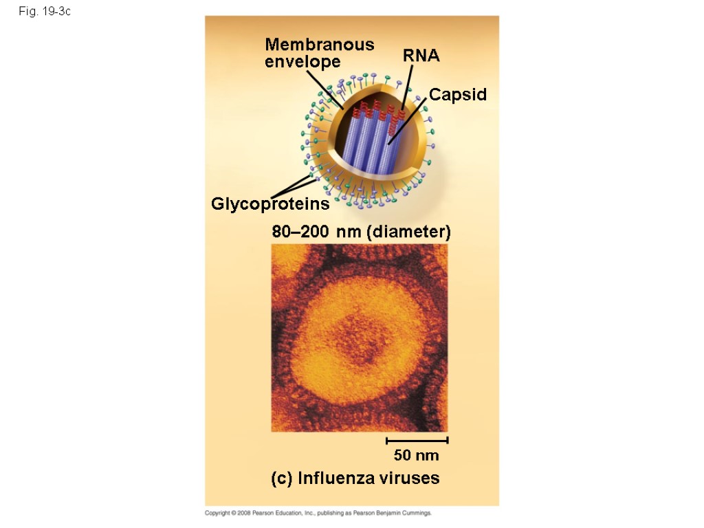 Chapter 19 Viruses. Overview: A Borrowed Life Viruses