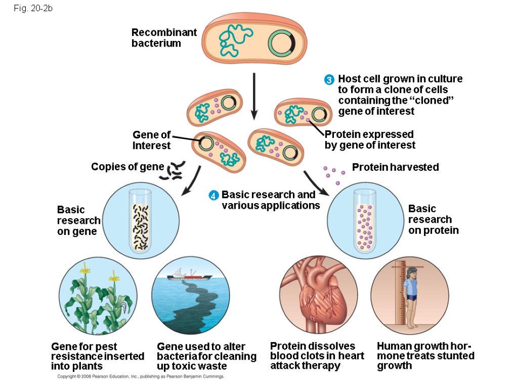 Chapter 20 Biotechnology. Overview: The DNA Toolbox Sequencing