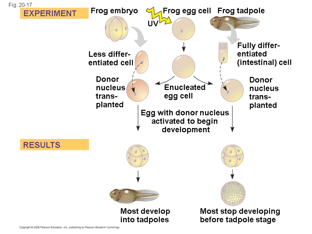 Chapter 20 Biotechnology. Overview: The DNA Toolbox Sequencing