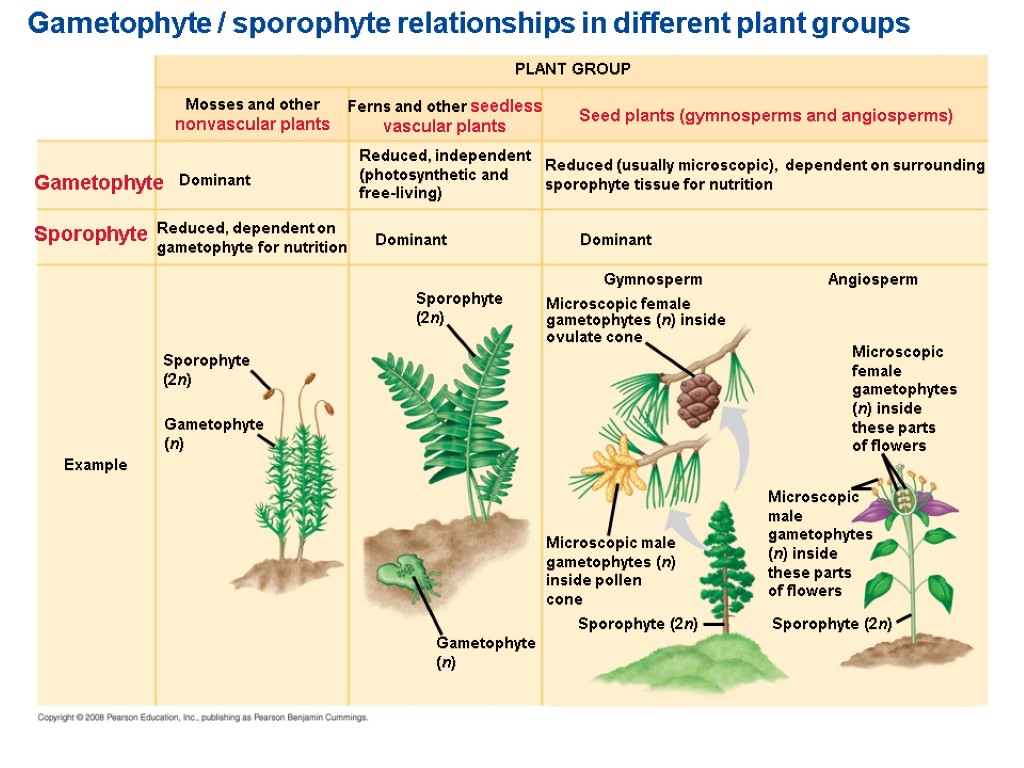 Chapter 30 Plant Diversity II: The Evolution of