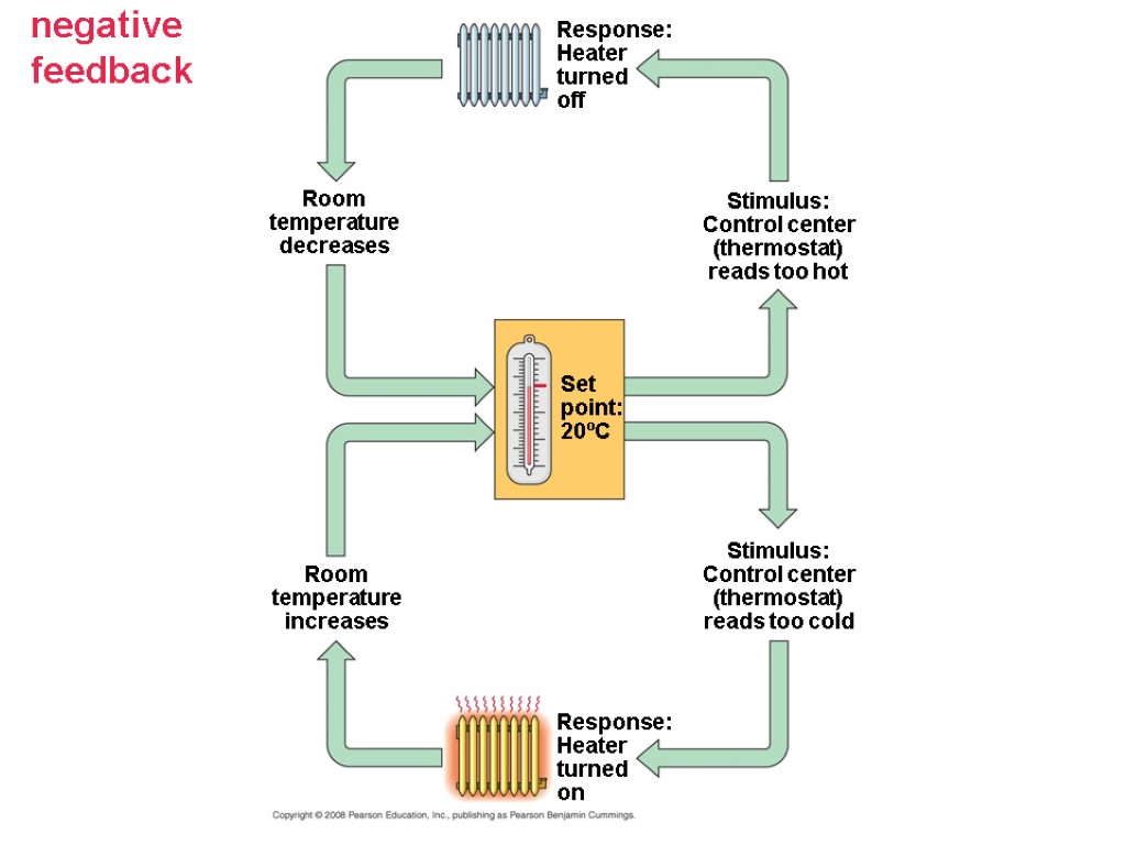 Chapter 40 Basic Principles of Animal Form and