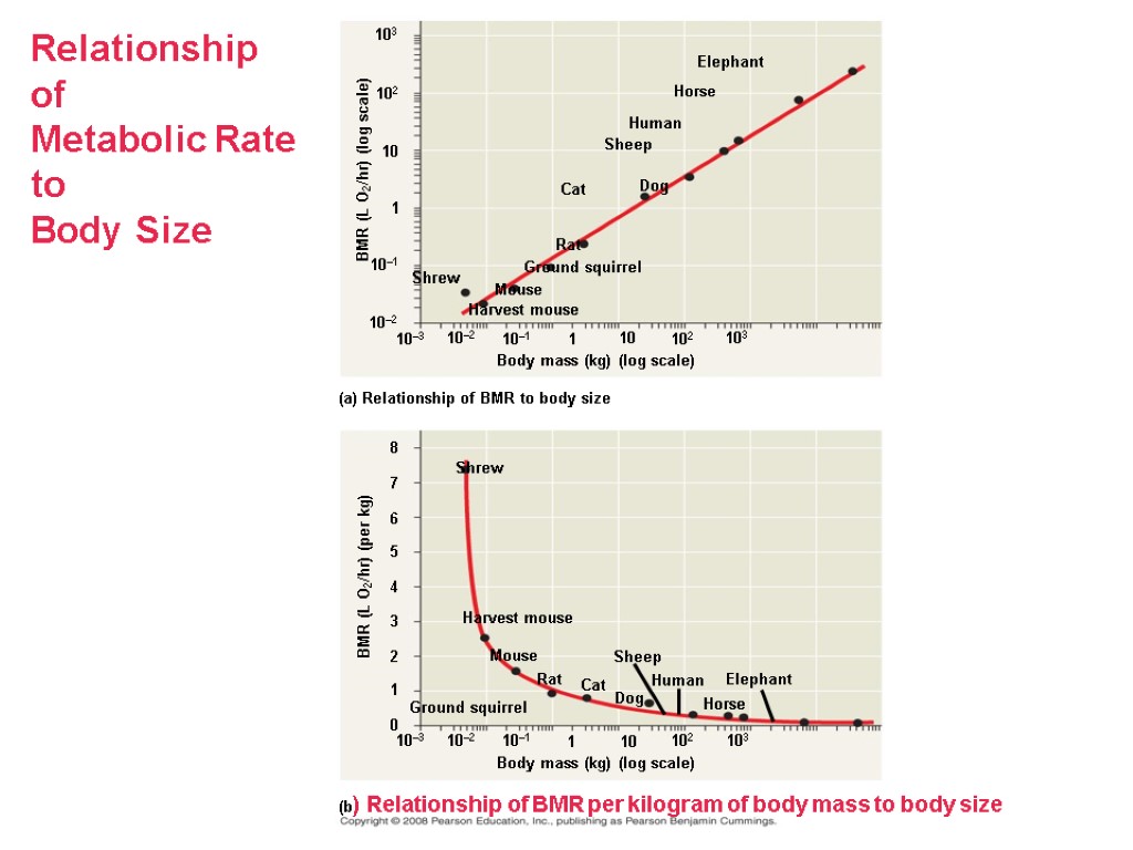 Chapter 40 Basic Principles of Animal Form and