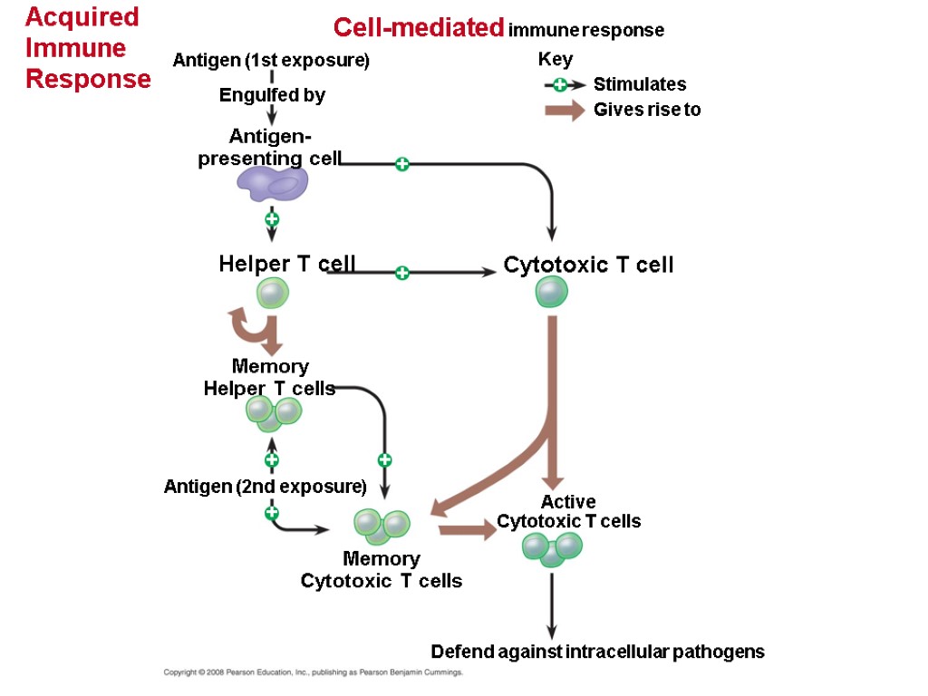 Chapter 43 The Immune System. Overview: Reconnaissance, Recognition,