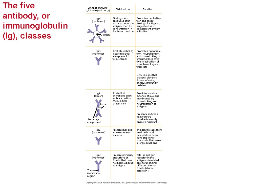 Chapter 43 The Immune System. Overview: Reconnaissance, Recognition,