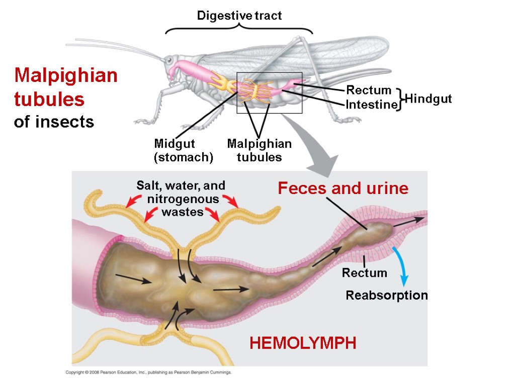 Chapter 44 Osmoregulation and Excretion. Overview: A Balancing