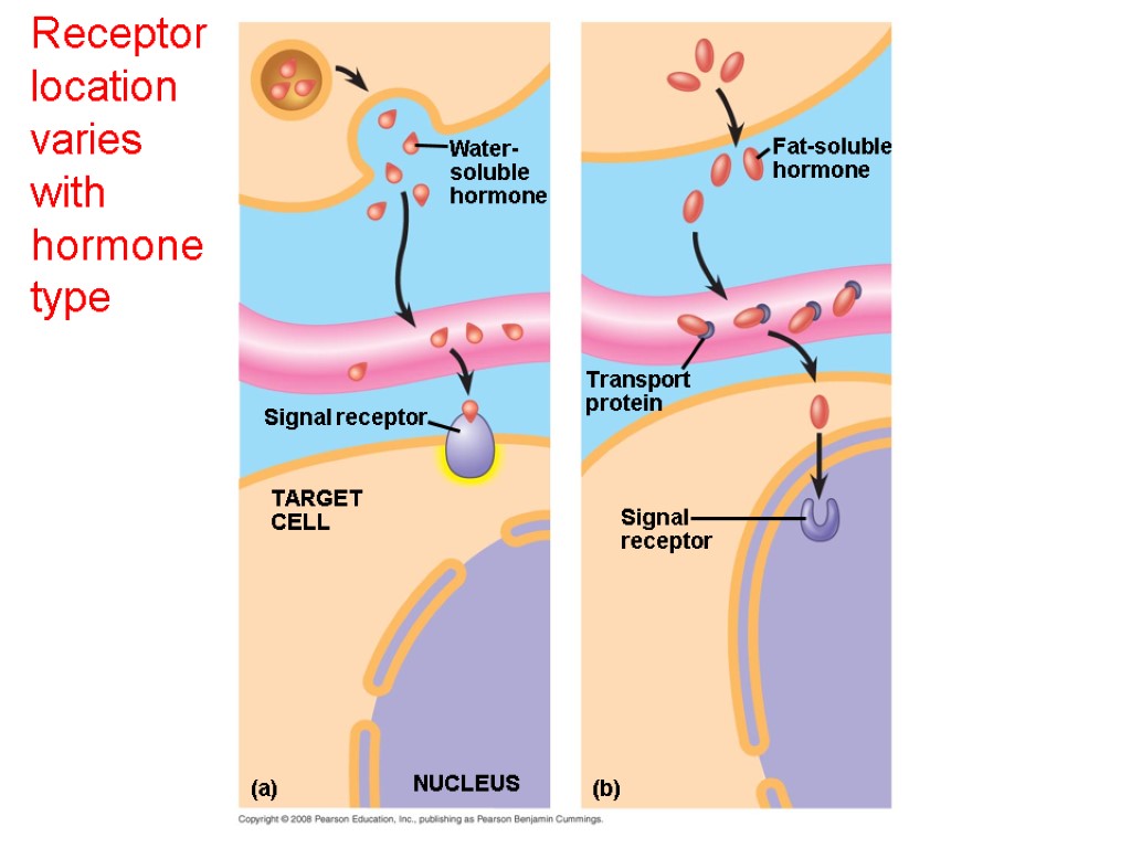 Chapter 45 Hormones and the Endocrine System. Overview:
