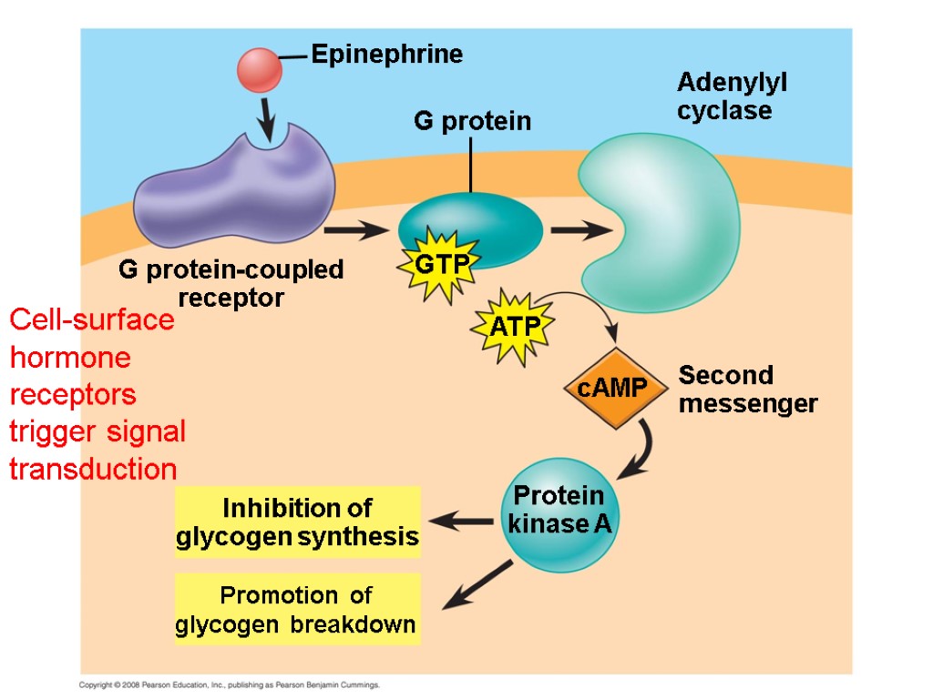 Chapter 45 Hormones and the Endocrine System. Overview: