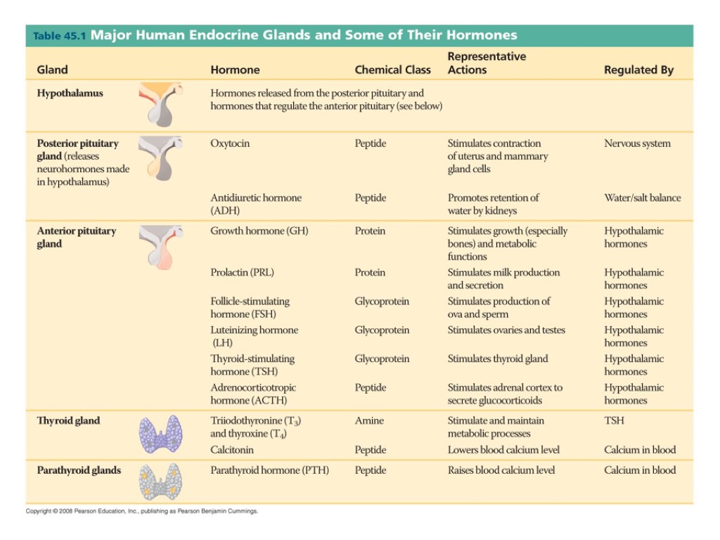 Chapter 45 Hormones and the Endocrine System. Overview: