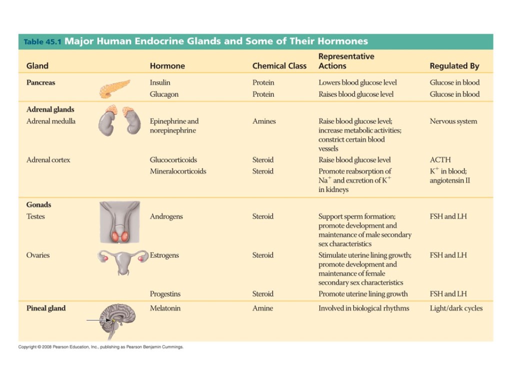 Chapter 45 Hormones and the Endocrine System. Overview:
