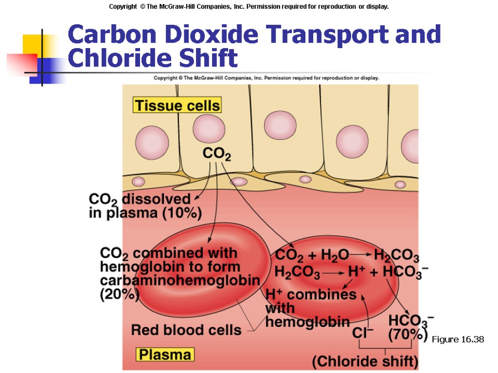 Respiratory Physiology. Respiration Includes 3 separate functions ...