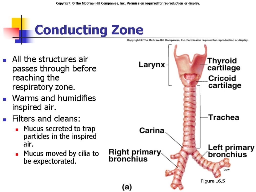 Respiratory Physiology. Respiration Includes 3 separate functions ...