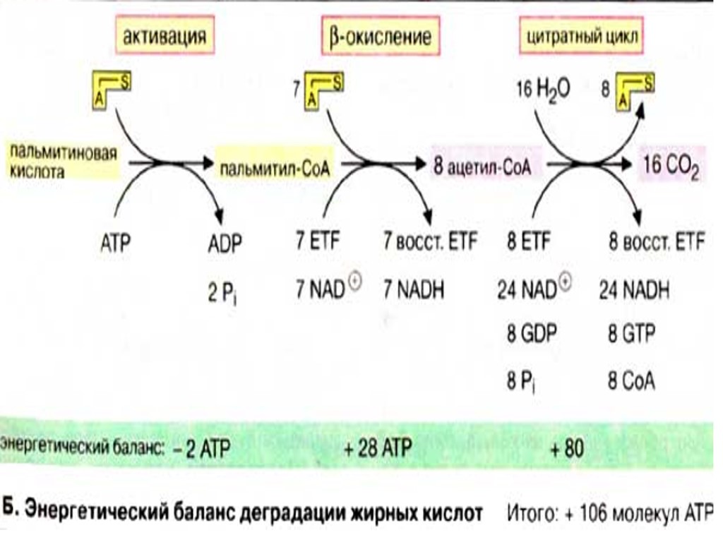Fritz Albert Lipmann (June 12, 1899 – July