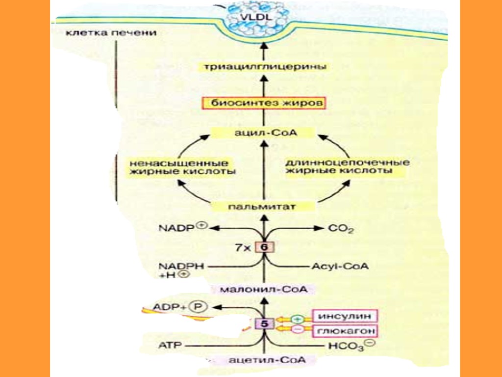 Fritz Albert Lipmann (June 12, 1899 – July