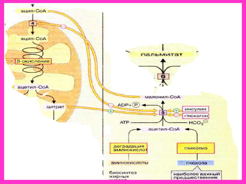 Fritz Albert Lipmann (June 12, 1899 – July