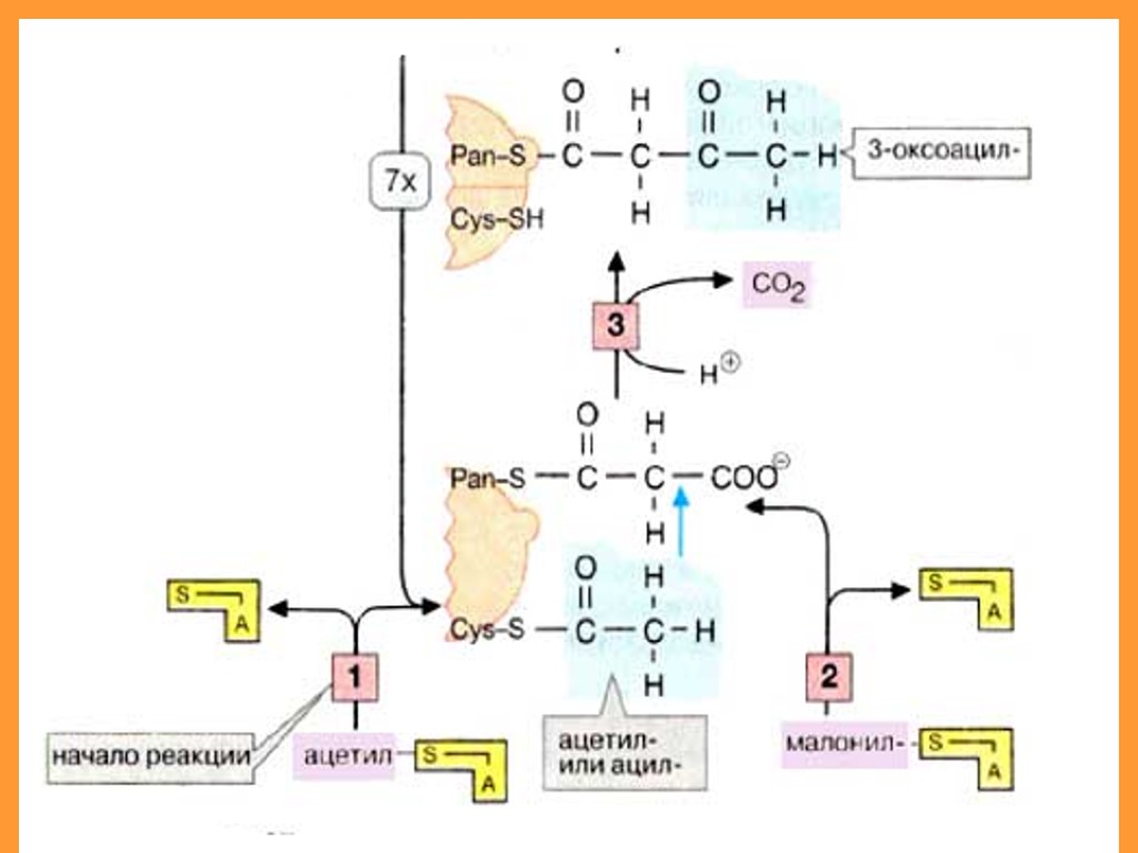 Fritz Albert Lipmann (June 12, 1899 – July