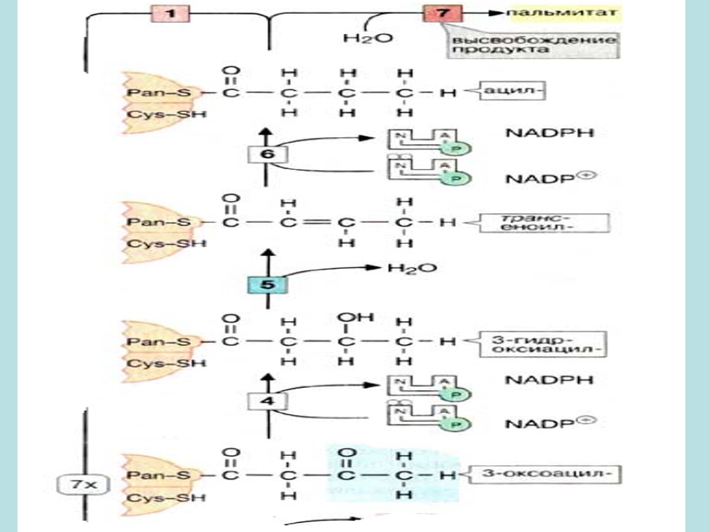Fritz Albert Lipmann (June 12, 1899 – July