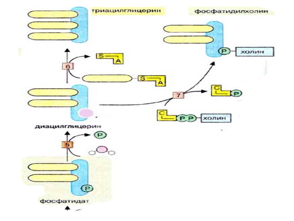 Fritz Albert Lipmann (June 12, 1899 – July