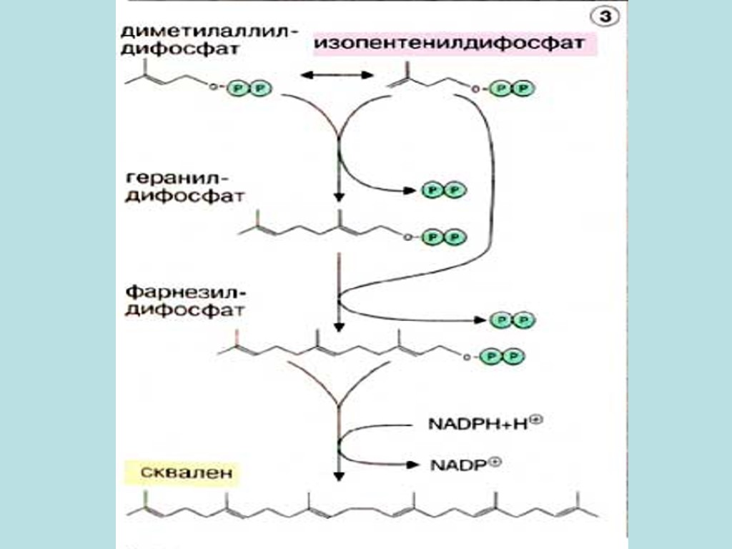 Fritz Albert Lipmann (June 12, 1899 – July