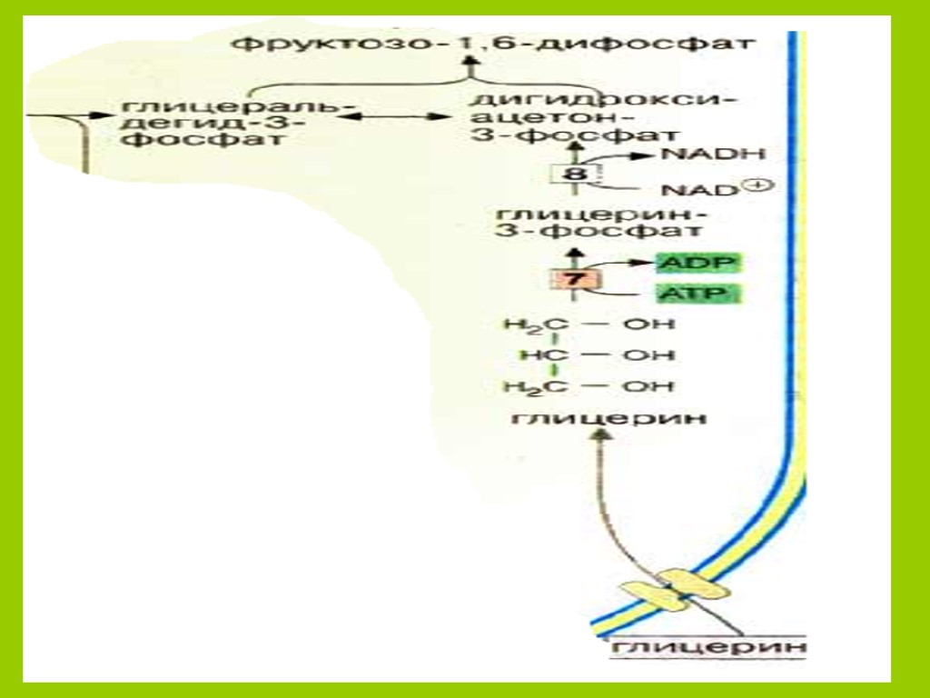 Fritz Albert Lipmann (June 12, 1899 – July
